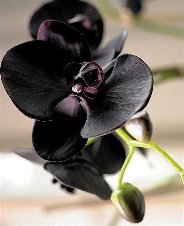 Orchid Noir 50ml Perfume – Oraélia